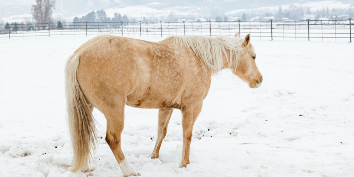 Hyoid Hints: Caring for Your Horse's Hyoid Apparatus | Rezzimax